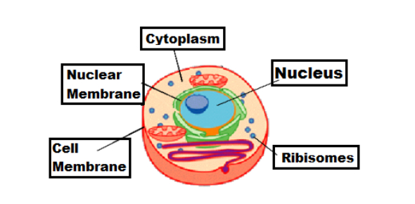 Cell Organelles Lesson - Must-Know Tips & Examples